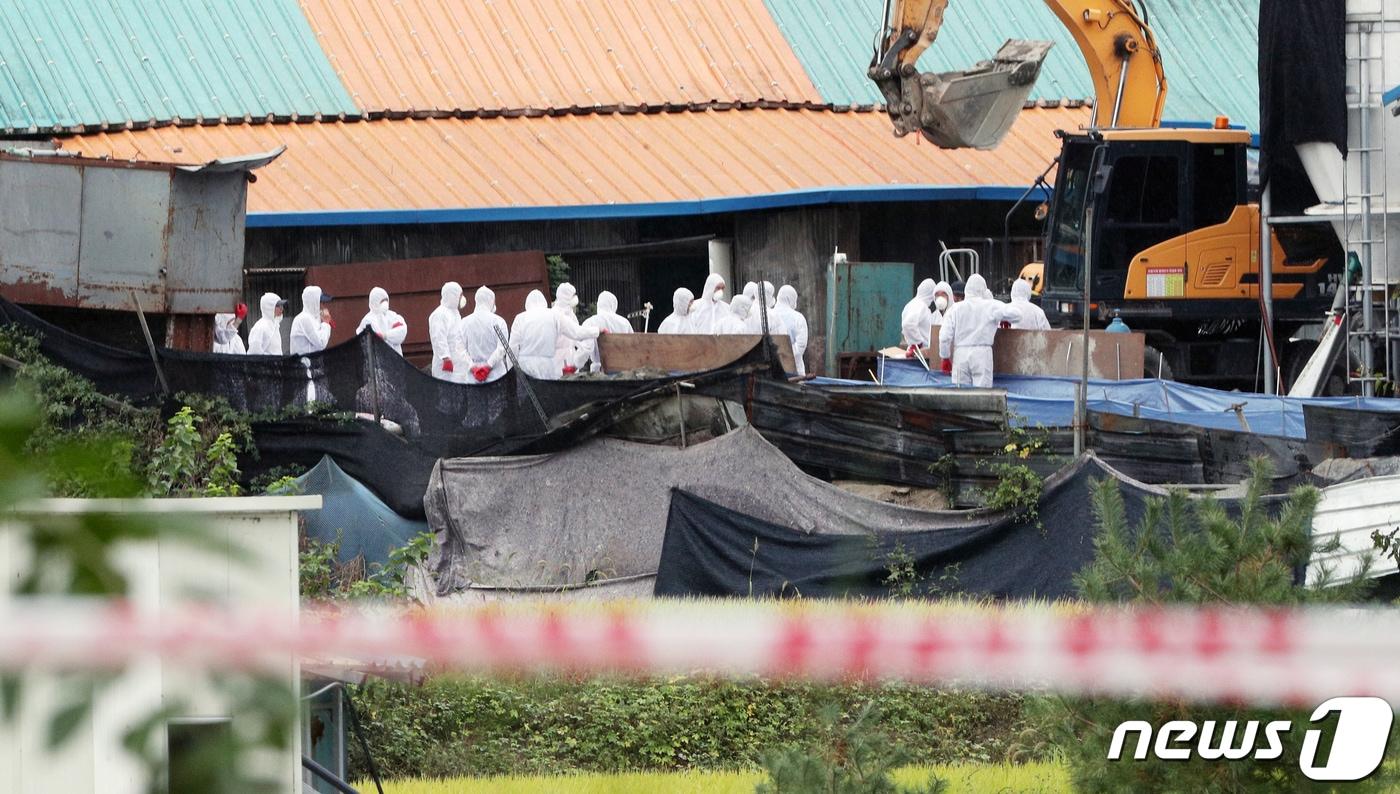 살처분 보상금, 위탁사육 농가에만 지급…헌재 "헌법에 어긋나" - 뉴스1