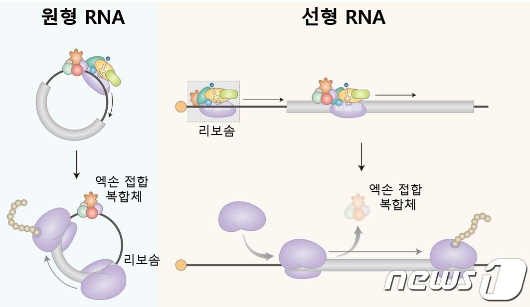 KAIST, 저용량 고효율 RNA백신 개발 촉진…"합성과정 새 메커니즘 규명" - 뉴스1