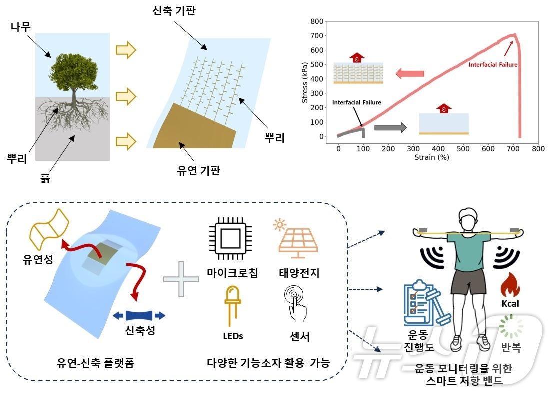 KAIST, 식물 뿌리 닮은 생체 모사로 '신축성 전자기기' 한계 극복 - 뉴스1