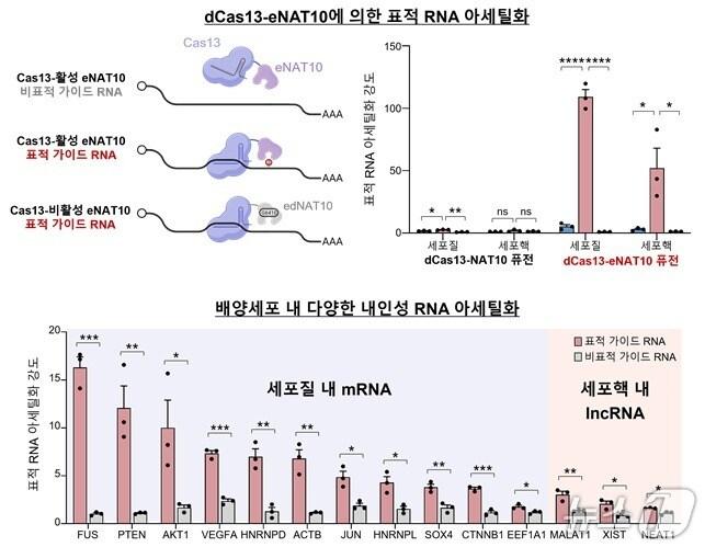 KAIST, 유전자 가위로 RNA 표적 변형 기술 세계 첫 개발 - 뉴스1