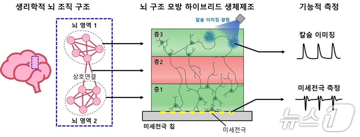 KAIST, 6배 정밀한 3D 뇌 모사 플랫폼 구현 성공 - 뉴스1